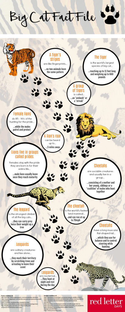 The Ultimate Big Cat Fact File [Infographic] | Red Letter Days Blog